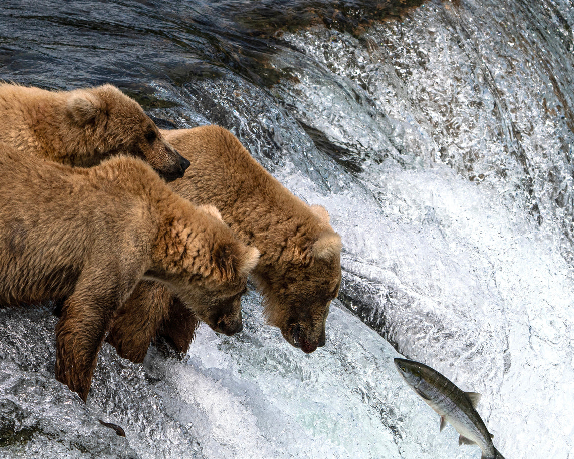 The Power of Salmon for Dogs: Boosting Nutrition and Flavor – Jack's ...