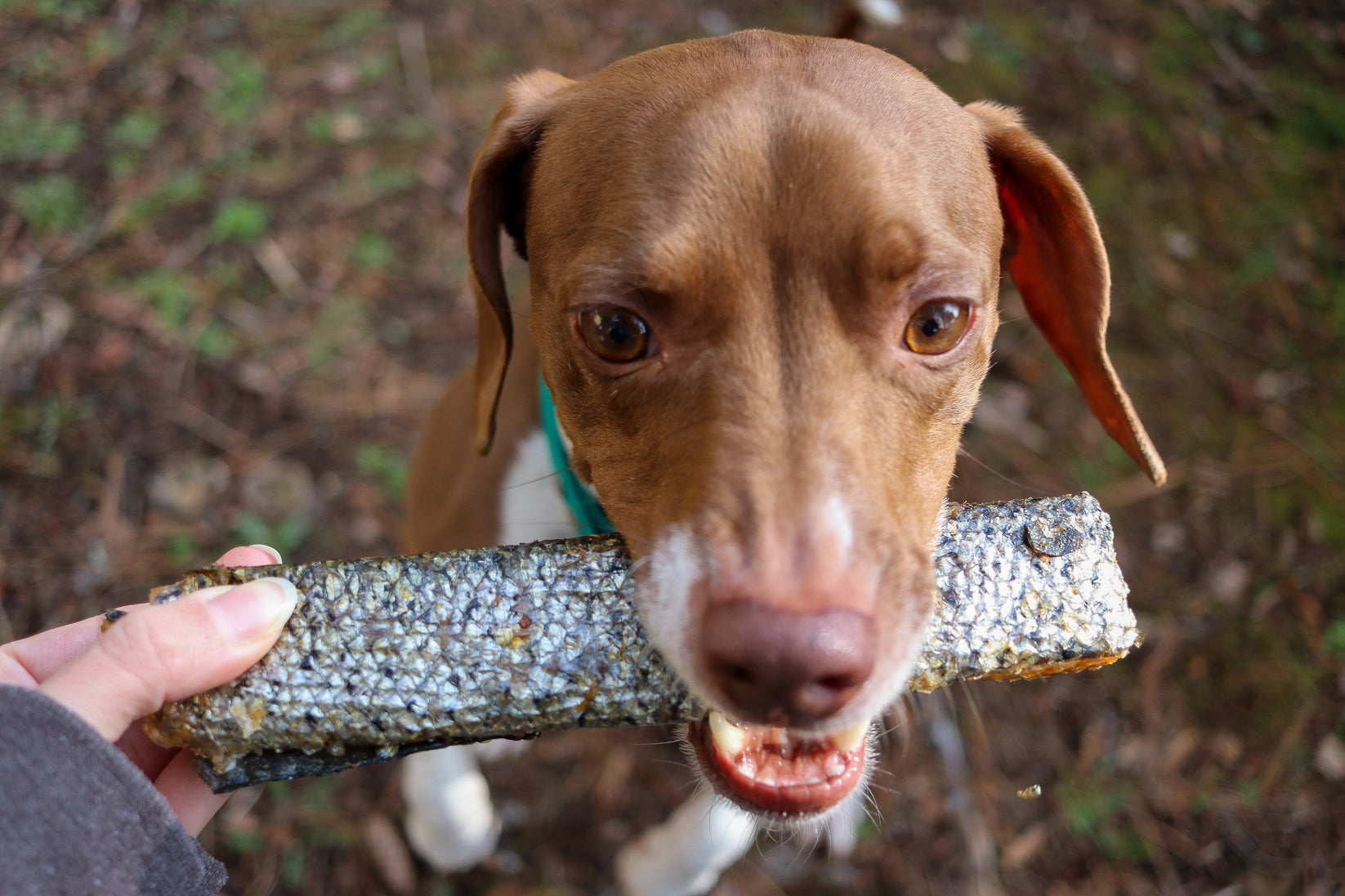 Jacks Premium | Dehydrated Whole Salmon Skins – Jack's Premium